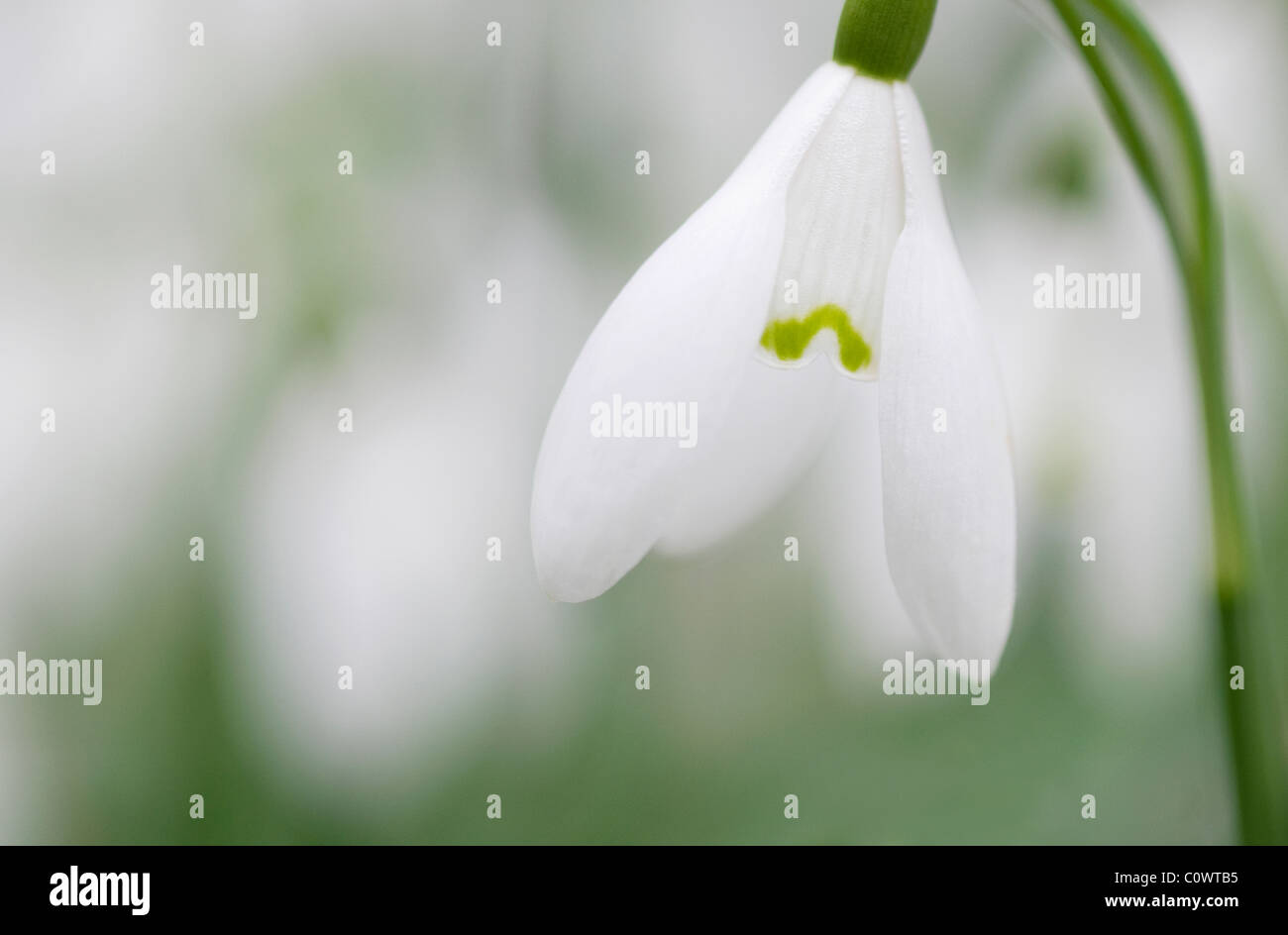 Flower British Snowdrop High Resolution Stock Photography and Images ...