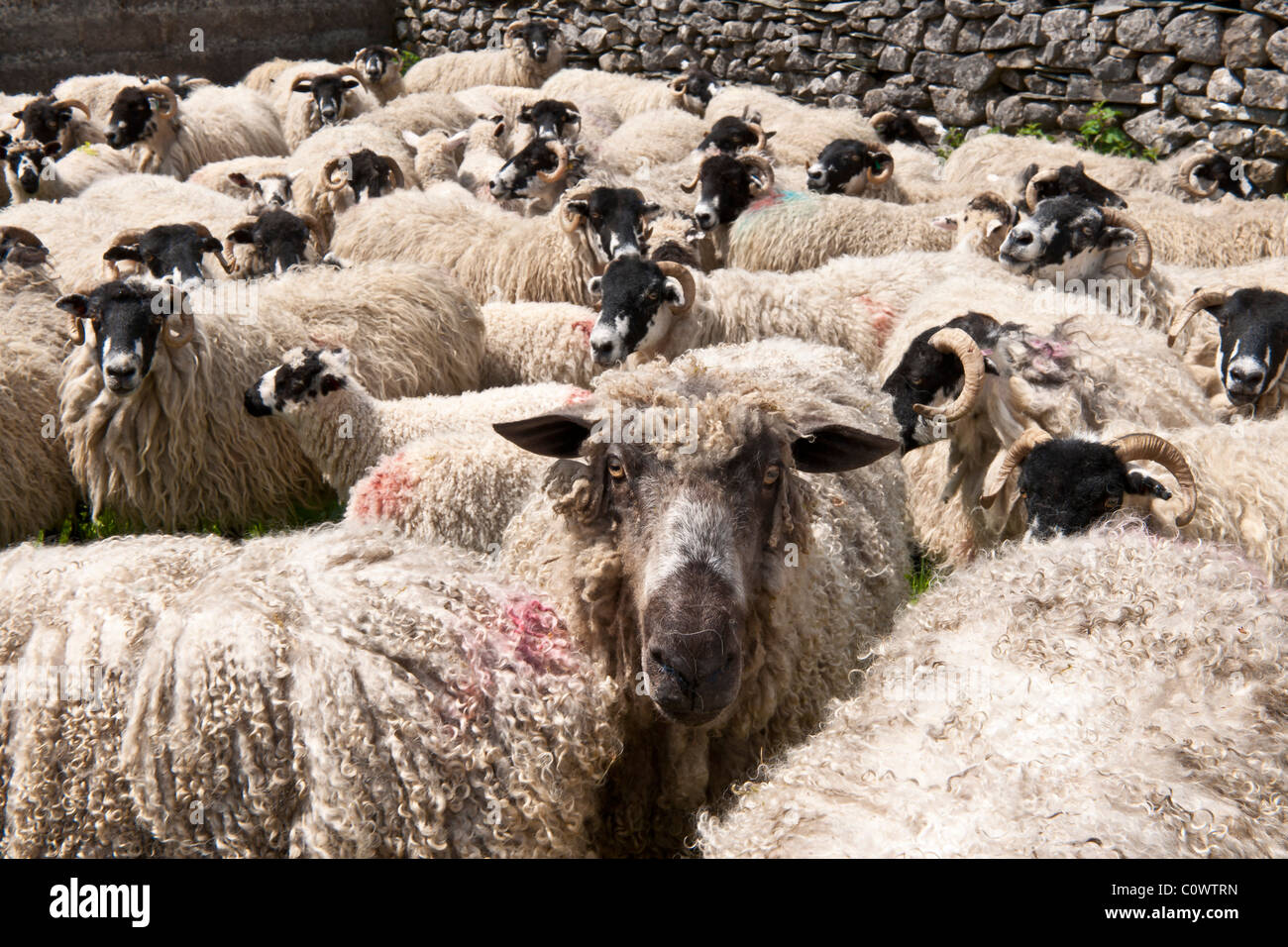 Sheep in yorkshire hi-res stock photography and images - Alamy