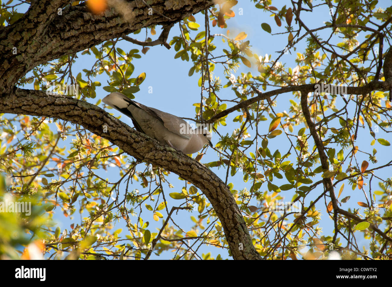 Mourning dove perching in tree Stock Photo - Alamy