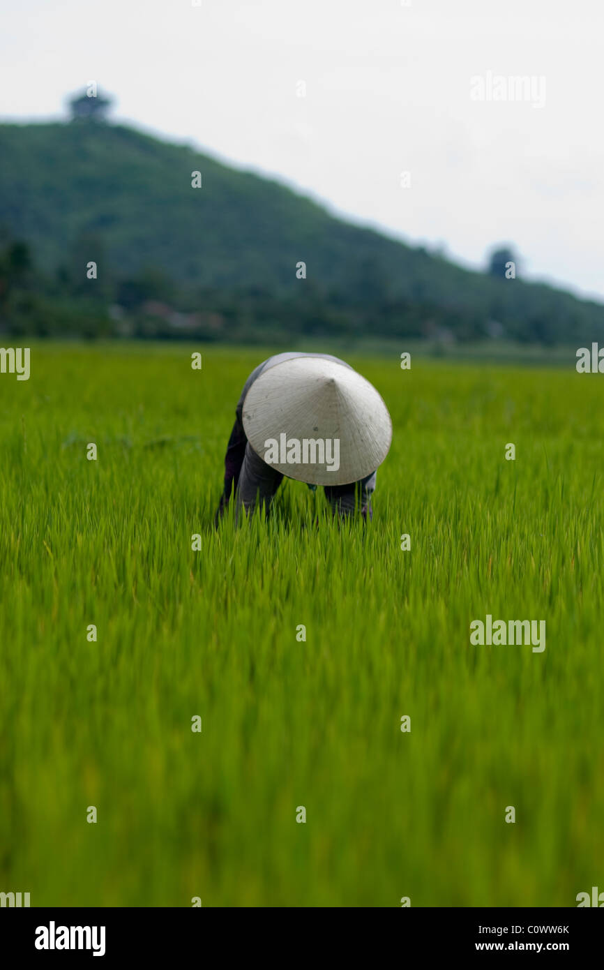Vietnamese person picking rice in a Paddy fied Stock Photo - Alamy