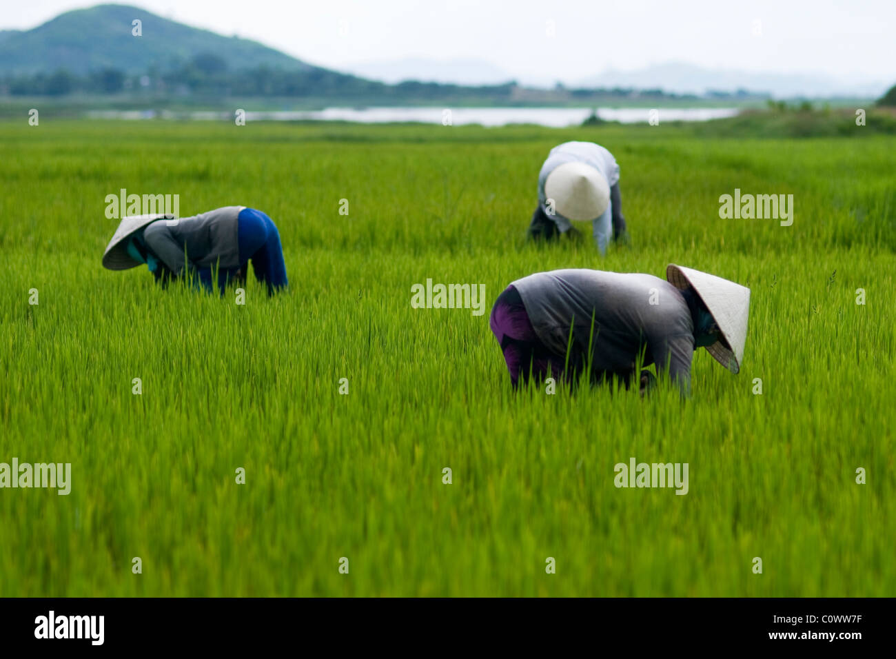 Vietnamese women picks rice in a paddy field, Vietnam Stock Photo - Alamy