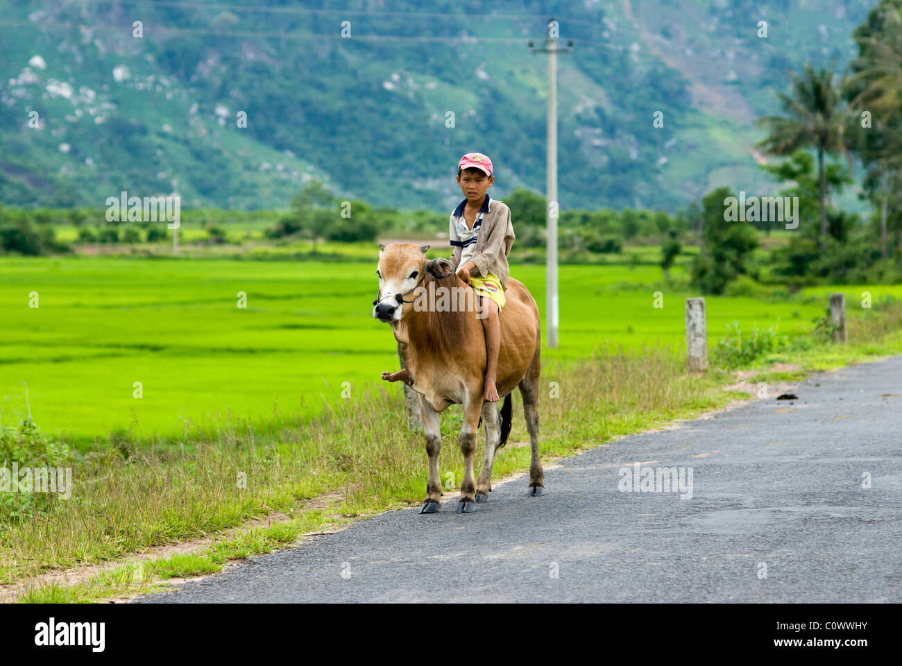 Riding a cow hi-res stock photography and images - Alamy