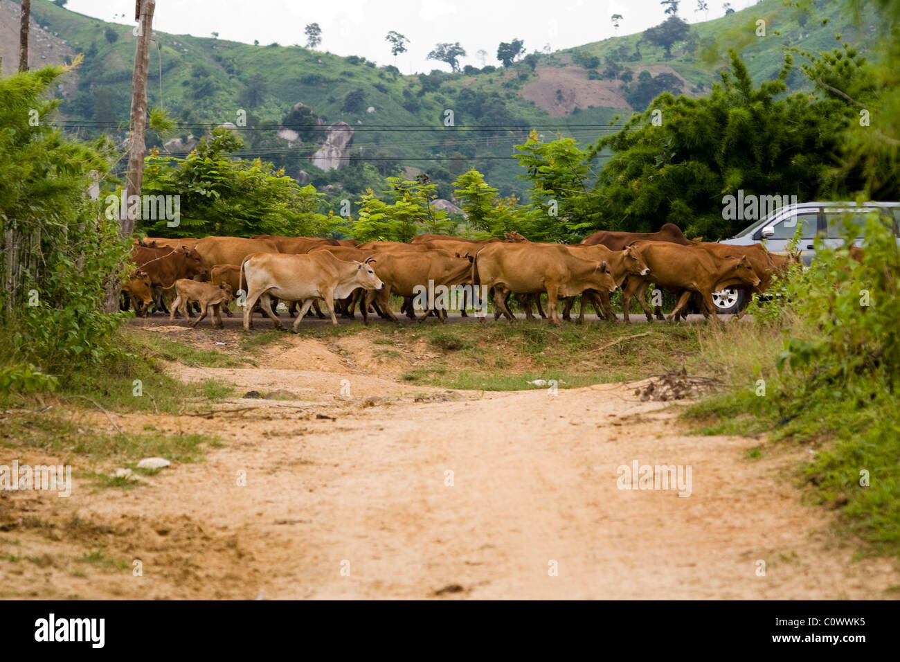 Cows walking on a road with landscape behind Stock Photo - Alamy
