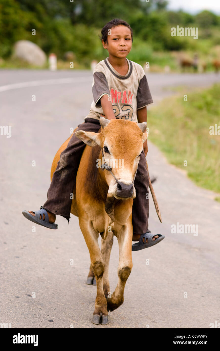 Riding a cow hi-res stock photography and images - Alamy