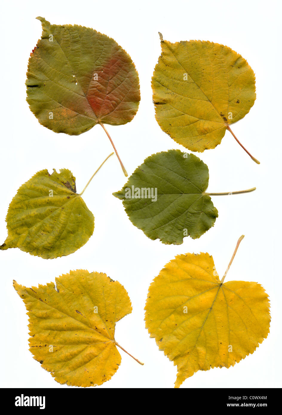 Leaves in all stages of color hi-res stock photography and images - Alamy