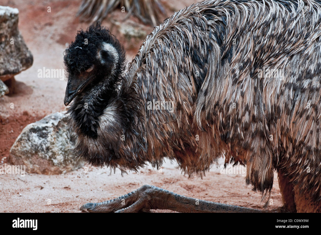 Emu legs hi-res stock photography and images - Alamy