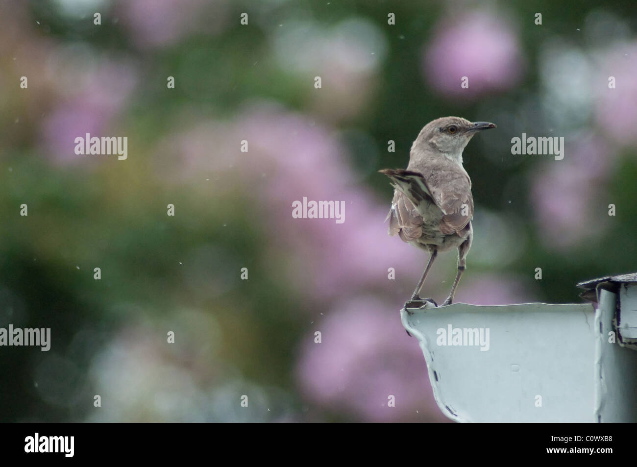 Western mockingbird hi-res stock photography and images - Alamy
