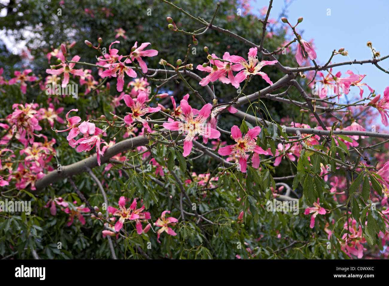 Flowers from Lapacho Tree in Buenos Aires. Argentina Stock Photo - Alamy