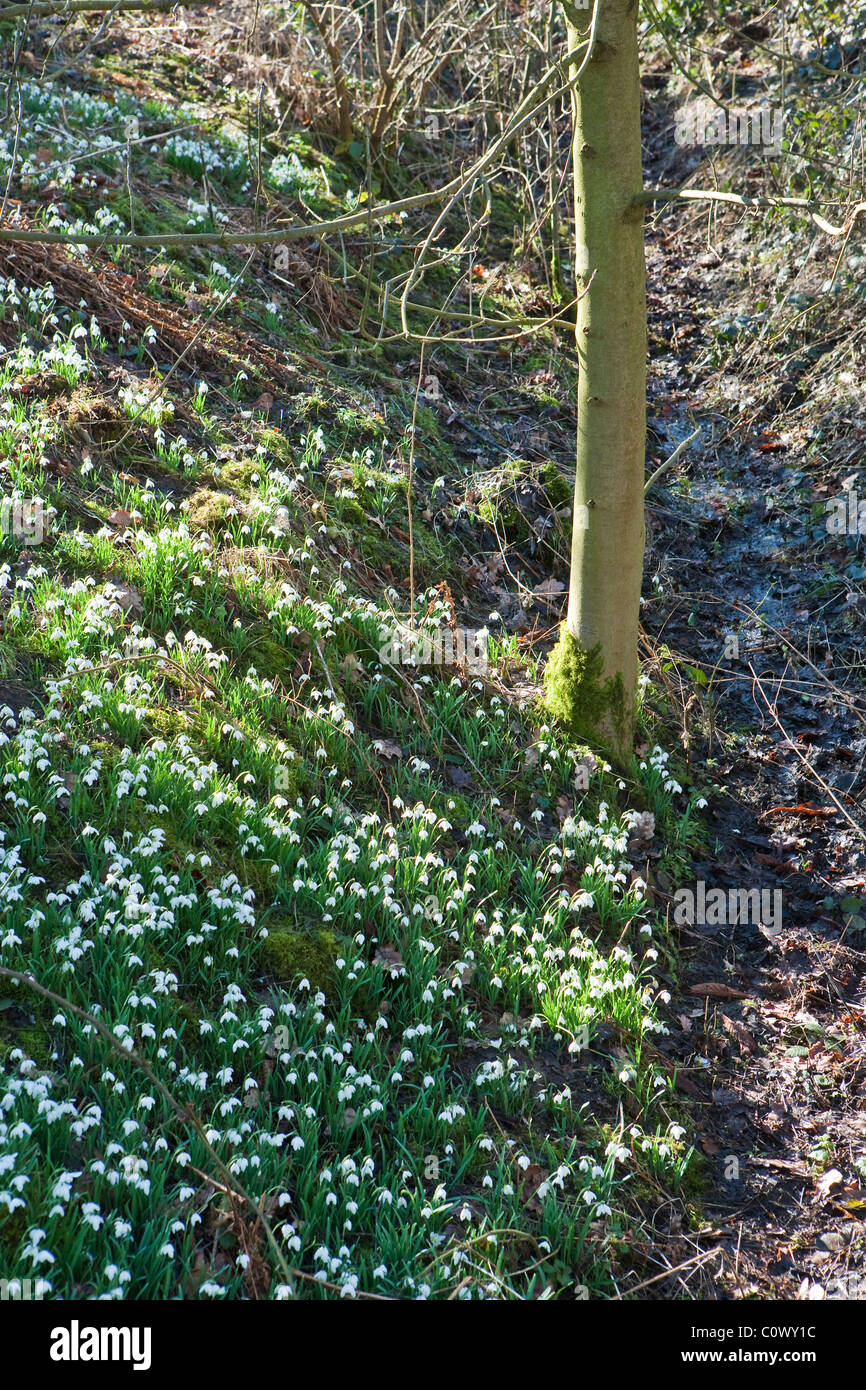 Snow drops at Hodsock Priory, Blyth, Nottingham Stock Photo - Alamy