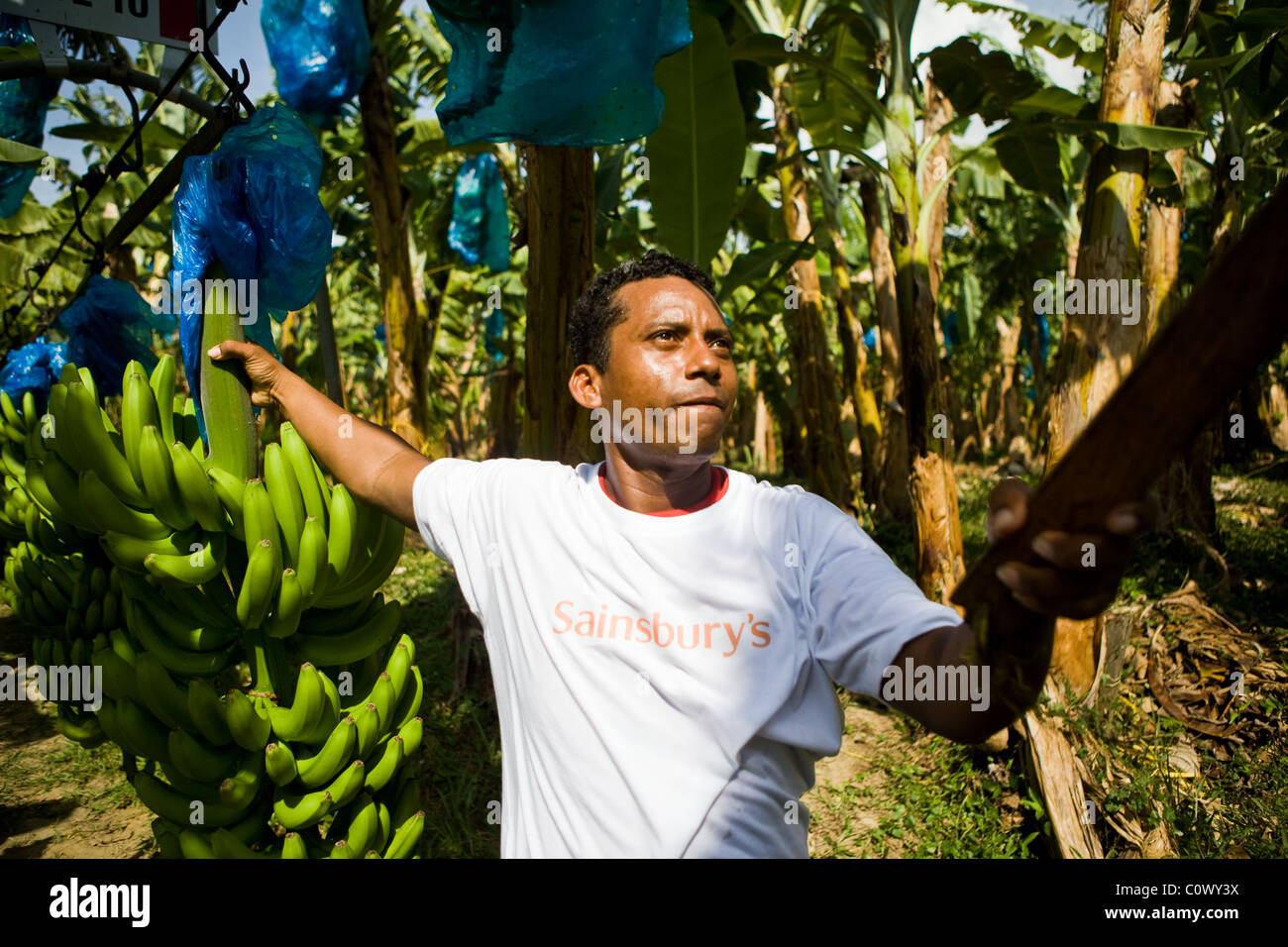 Fairtrade banana worker from Colombia Stock Photo - Alamy