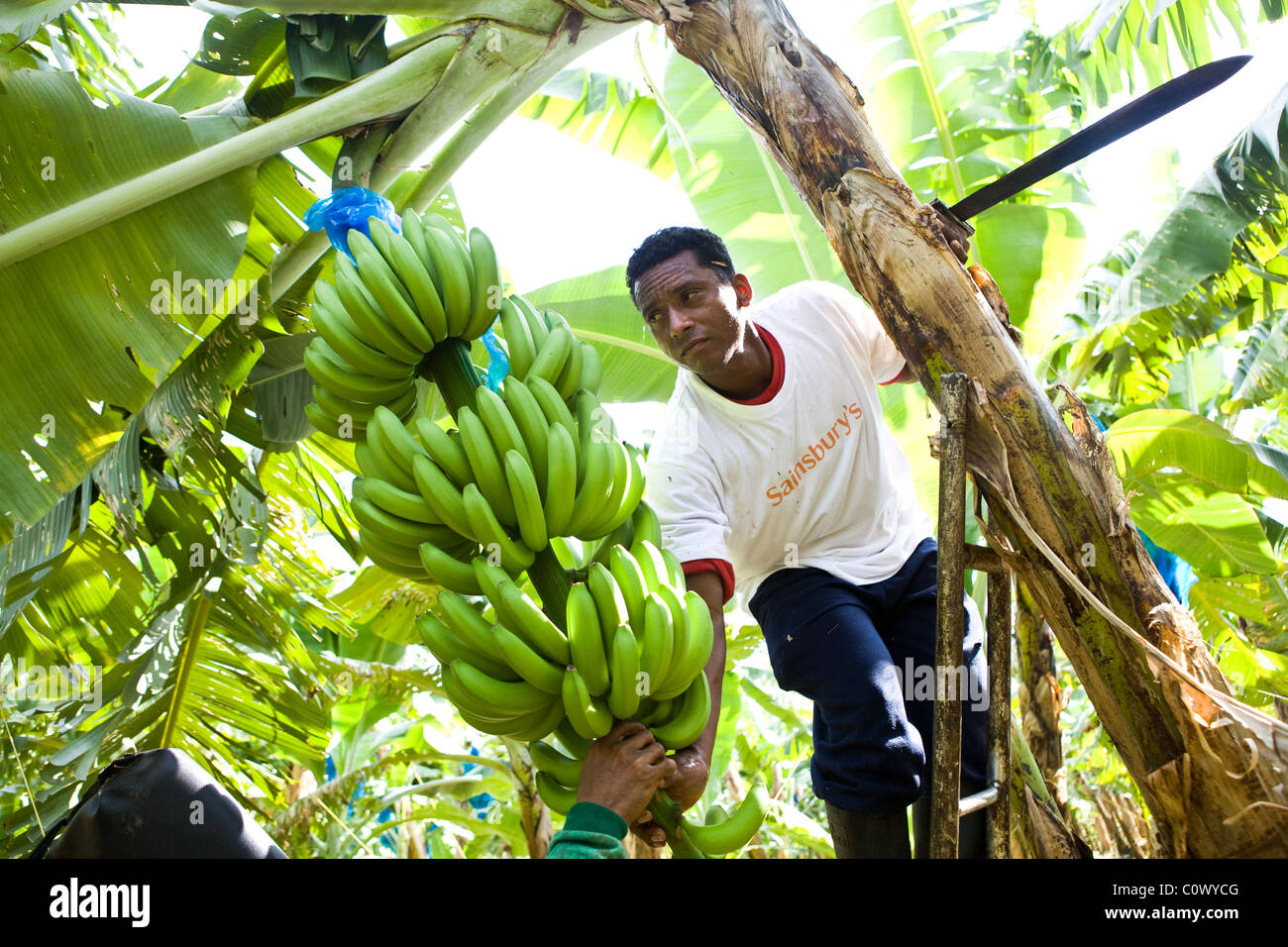 Fairtrade banana worker from Colombia Stock Photo - Alamy
