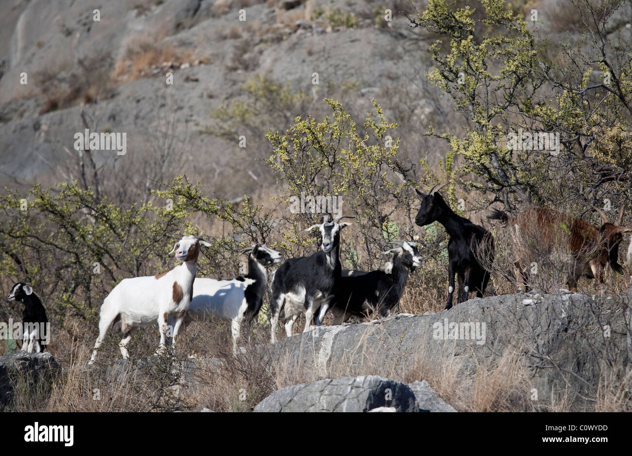 Wild goats scramble on a rocky cliff above the Pecos River in Lake ...