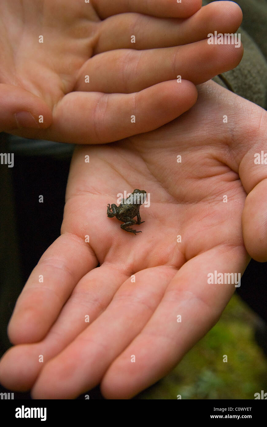 Small frog in palm of hand Stock Photo - Alamy