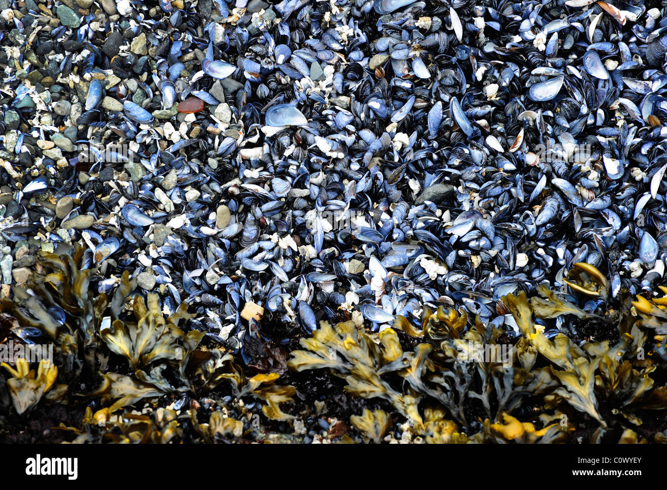 Mussel shells hi-res stock photography and images - Alamy