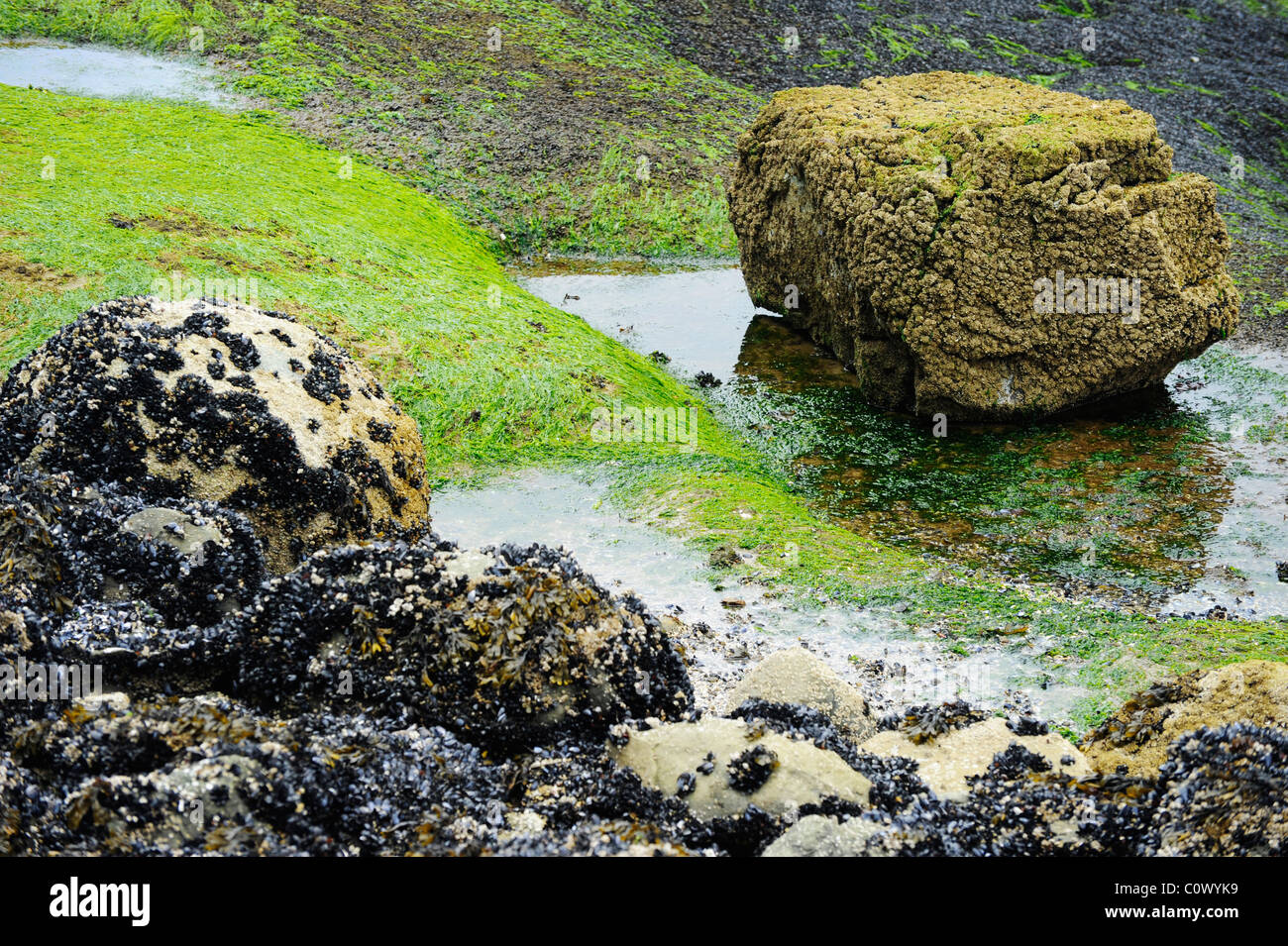 Seaweed algae in rocks hi-res stock photography and images - Alamy