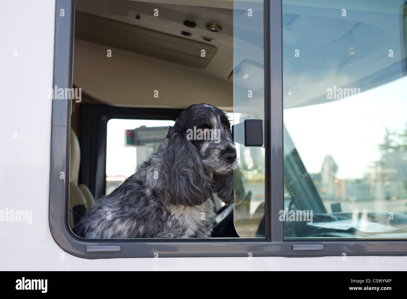 English cocker spaniel at a camper van window Stock Photo - Alamy