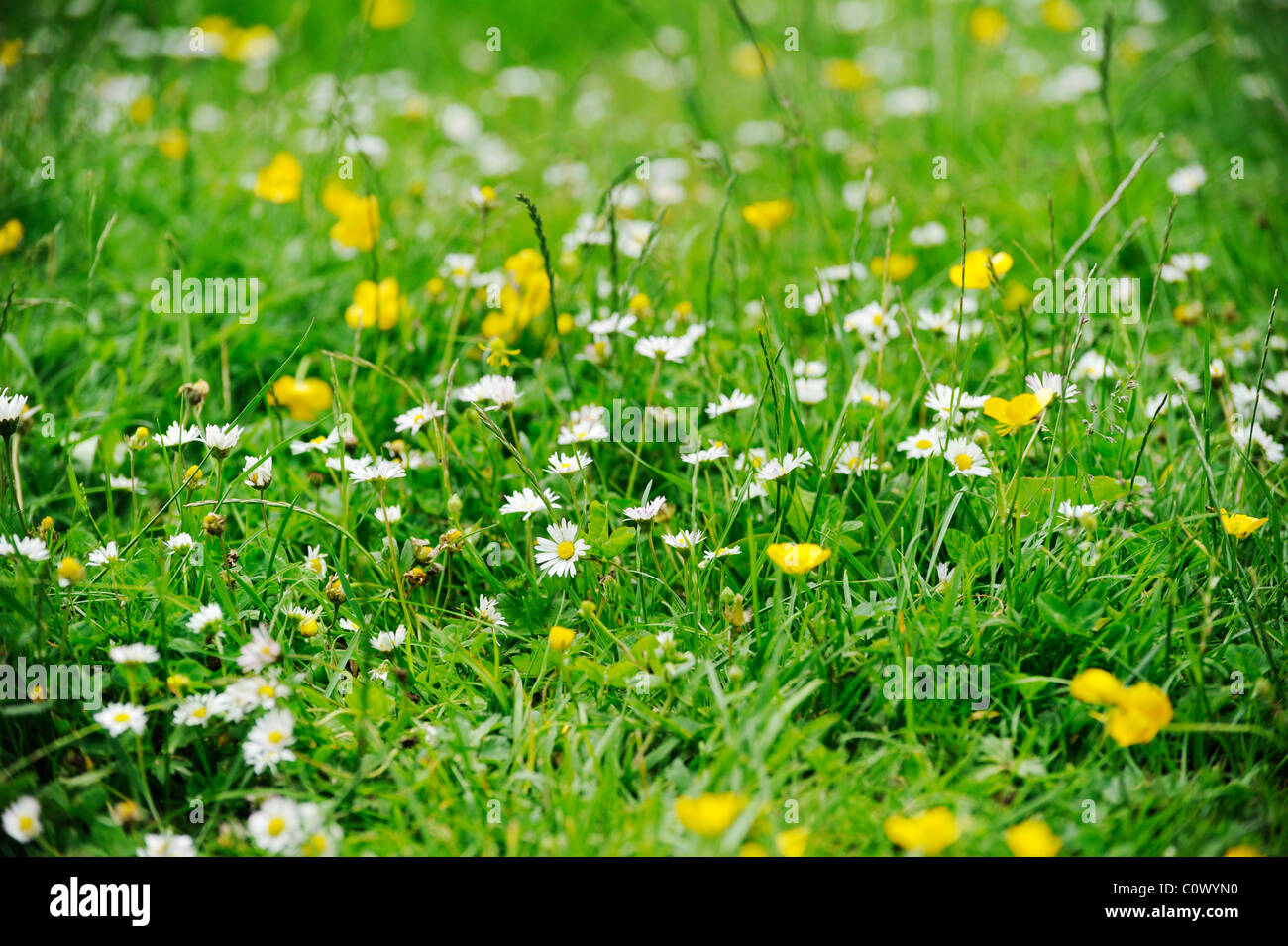 Close-up of daisy and buttercup flowers in grass from ground level ...