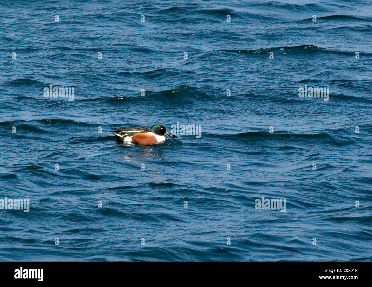 Shoveller duck hi-res stock photography and images - Alamy