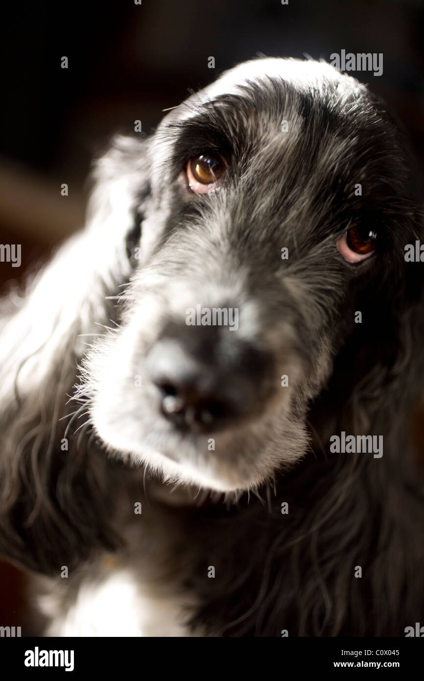 Dark blue roan cocker spaniel hi-res stock photography and images - Alamy