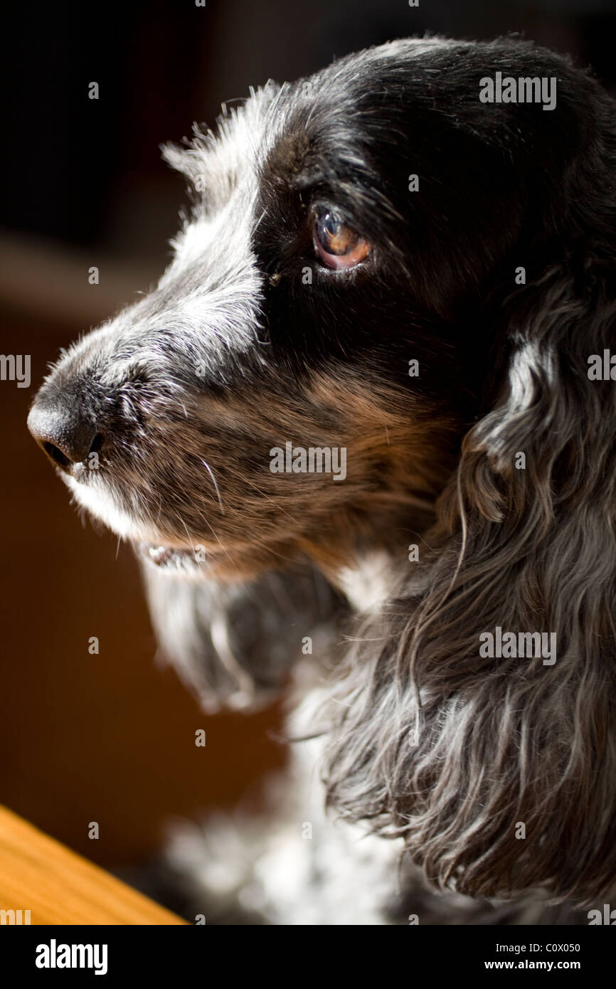 Blue roan dog hi-res stock photography and images - Alamy