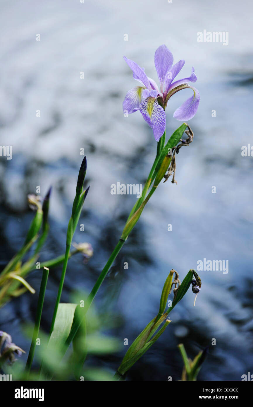 Iris stems hi-res stock photography and images - Alamy