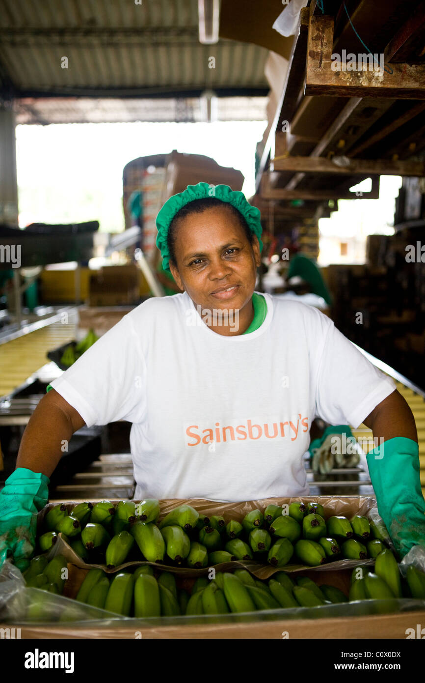 Colombian banana farmer working in a Fairtrade banana farm Stock Photo ...