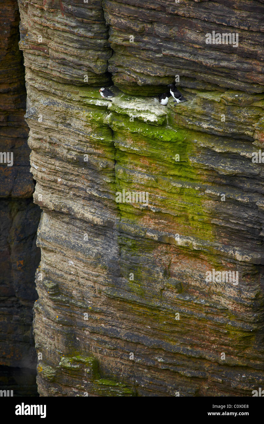 Puffin rookery hi-res stock photography and images - Alamy