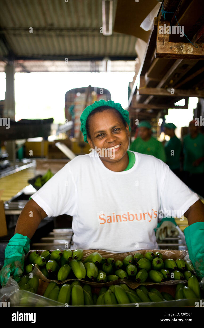 Banana farmers sorting bananas hi-res stock photography and images - Alamy