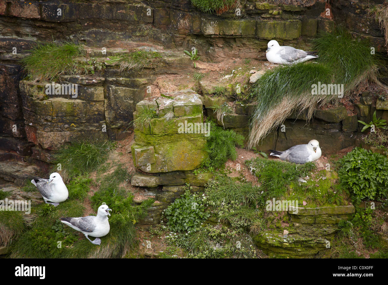 Gull Rookery High Resolution Stock Photography and Images - Alamy