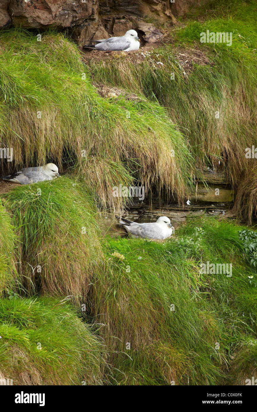 Gull rookery hi-res stock photography and images - Alamy