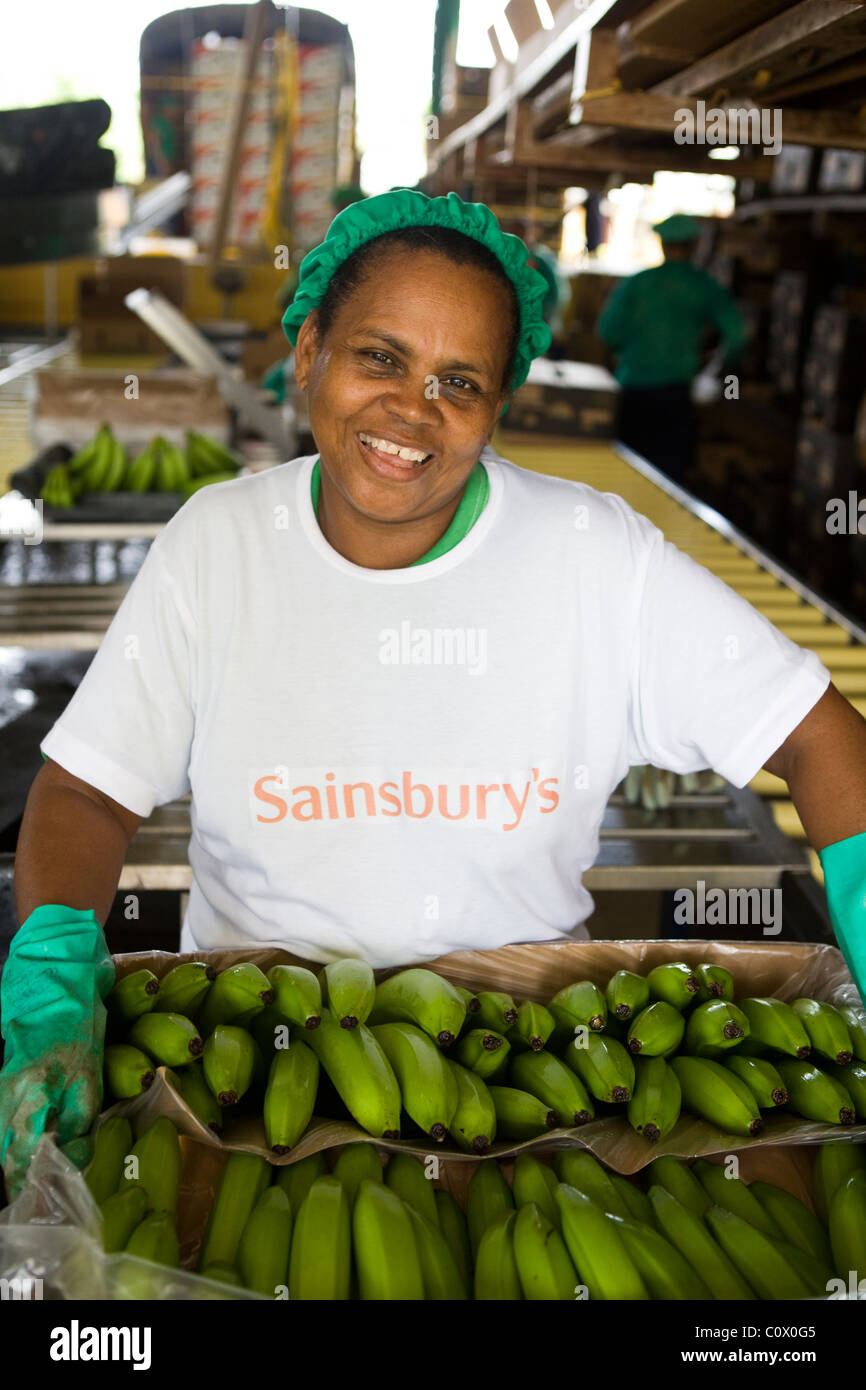 Fairtrade banana worker preparing bananas for export Stock Photo - Alamy