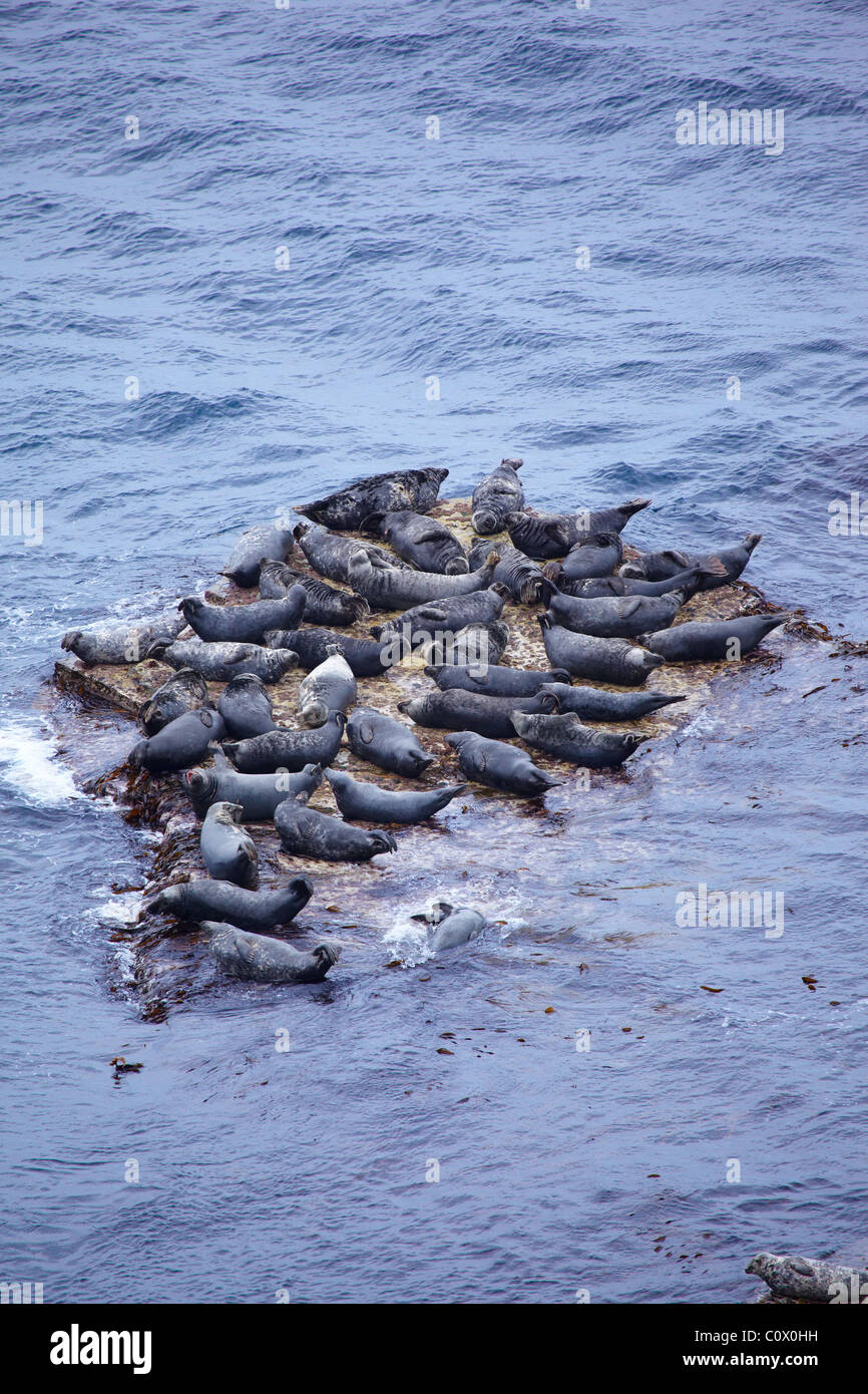 Grey Seal rookery Stock Photo - Alamy