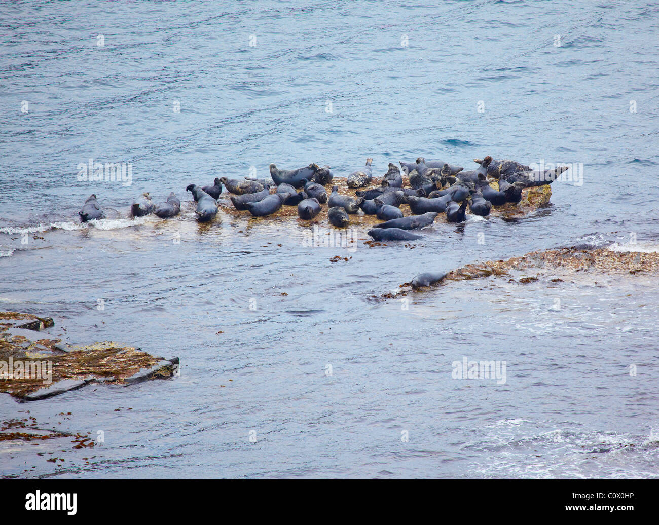 Grey Seal rookery Stock Photo - Alamy