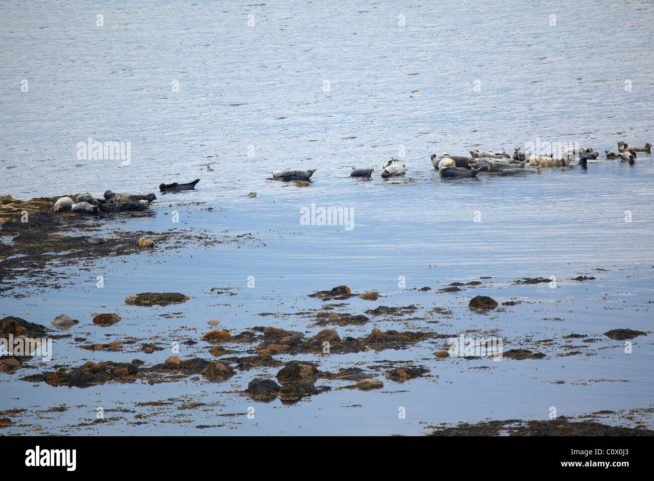 Grey Seal rookery Stock Photo - Alamy