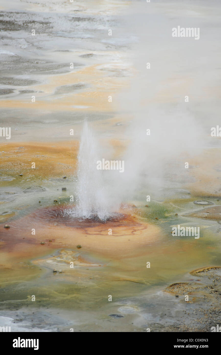 Detail of geysers at Norris Geyser Basin from loop trail, Yellowstone ...