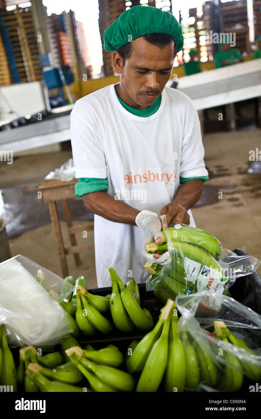 Fairtrade worker on a banana farm preparing bananas for export Stock ...