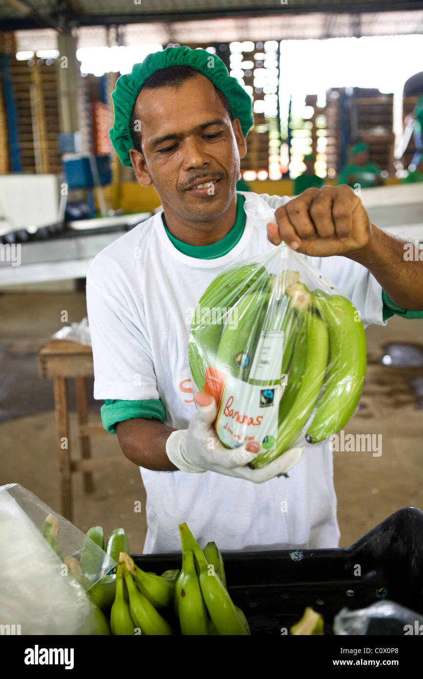 Fairtrade worker on a banana farm preparing bananas for export Stock ...