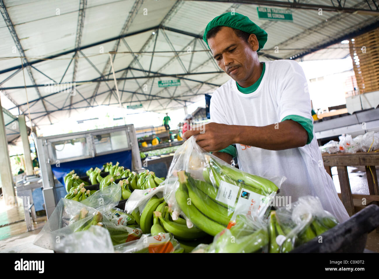 Fairtrade worker on a banana farm preparing bananas for export Stock ...