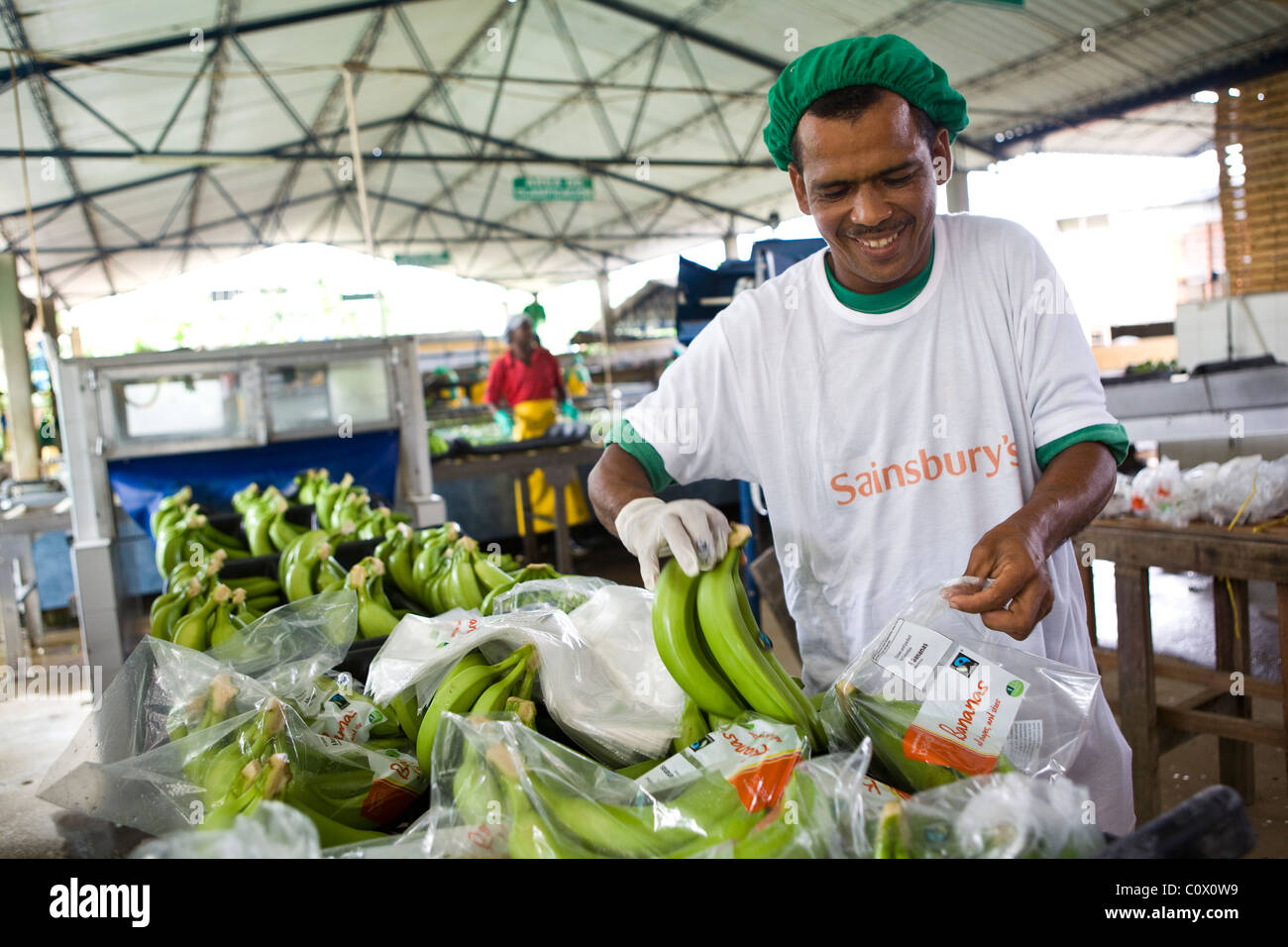 Fairtrade worker on a banana farm preparing bananas for export Stock ...