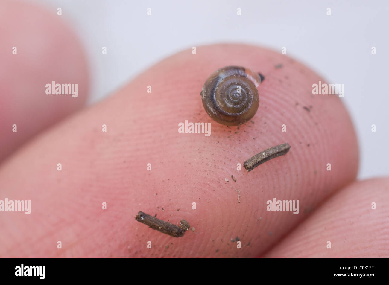 Newborn Snail