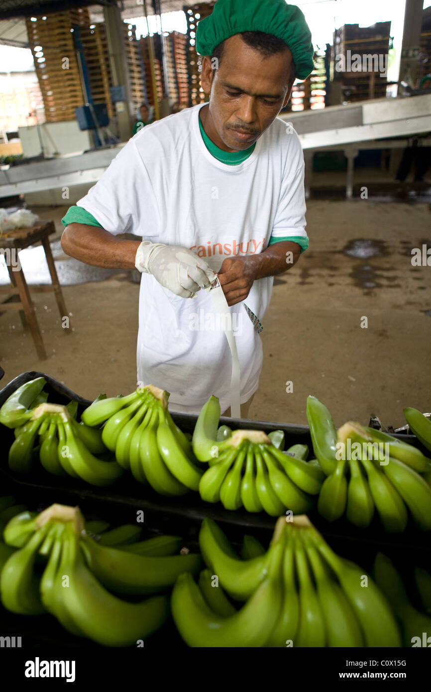 Fairtrade worker on a banana farm preparing bananas for export Stock ...