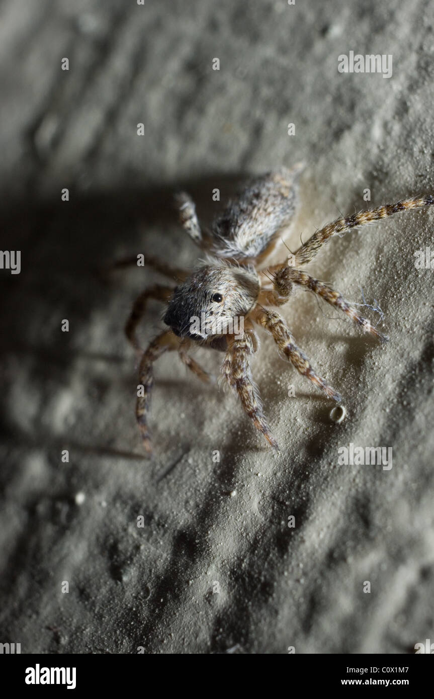 Jumping spider crawling on the wall Stock Photo - Alamy