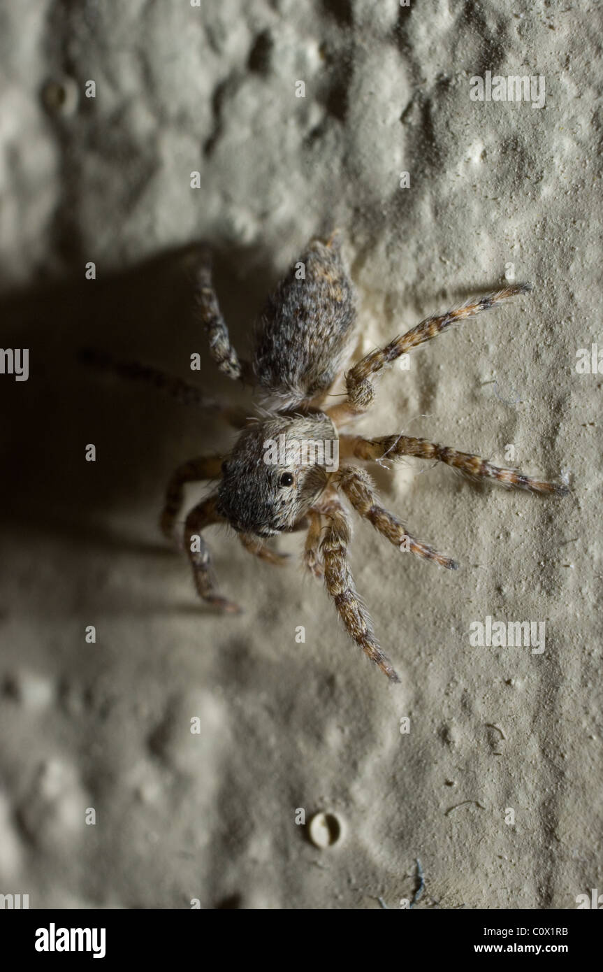 Spider Crawling High Resolution Stock Photography and Images - Alamy