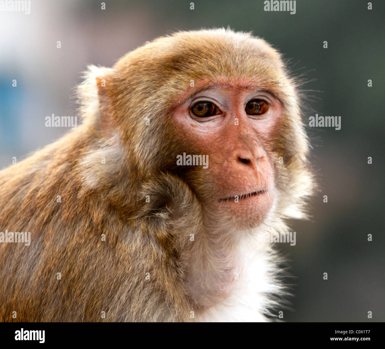 Monkey Stock Photo - Alamy