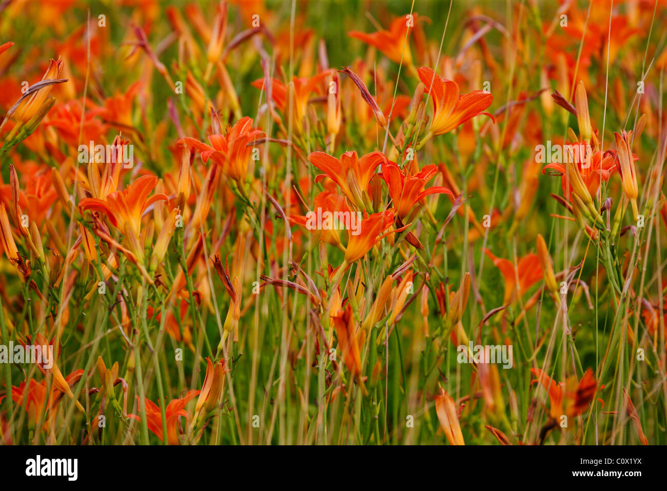 Hemerocallis fulva hi-res stock photography and images - Alamy