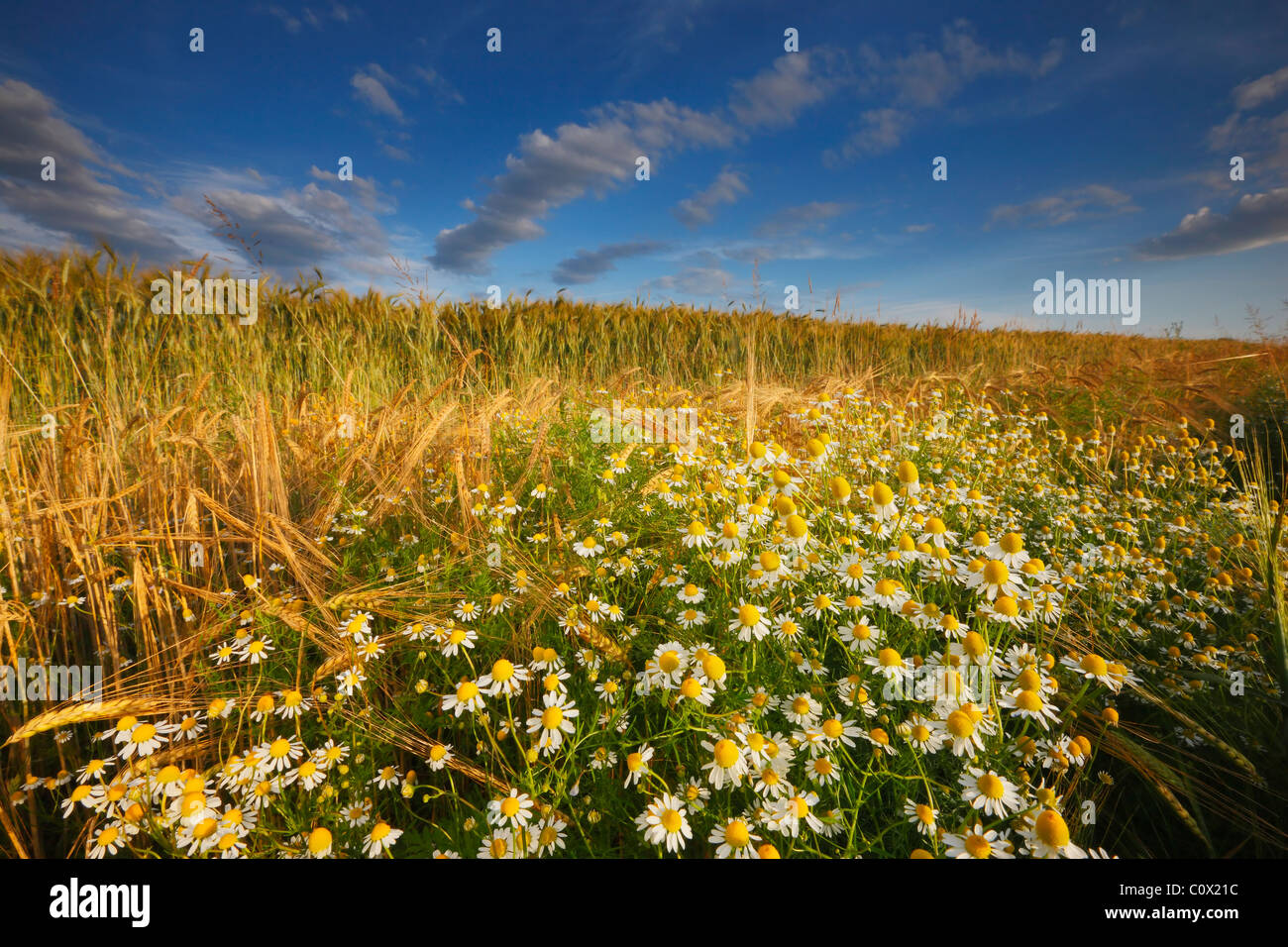 Field Chamomile High Resolution Stock Photography and Images - Alamy