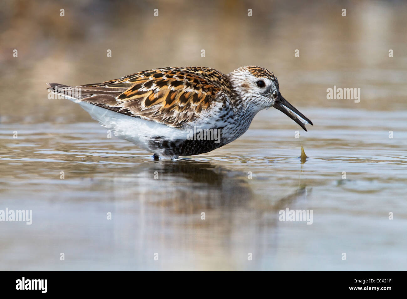 a summer plumage Dunlin fishing Stock Photo - Alamy