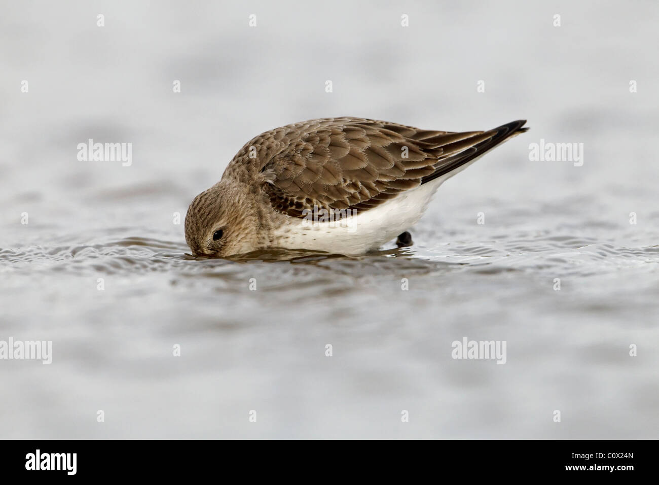 Dunlin Winter Uk High Resolution Stock Photography and Images - Alamy