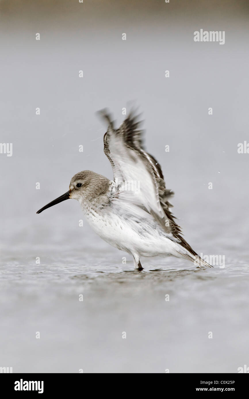 Dunlin breeding plumage flight hi-res stock photography and images - Alamy