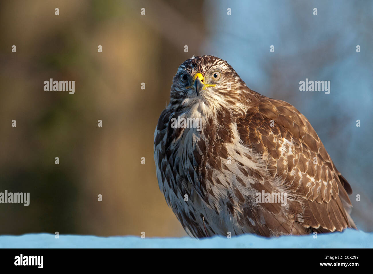 Light colored Common Buzzard (Buteo buteo) in the snow with tree and ...